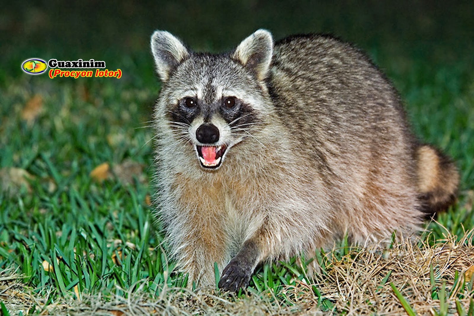 Zoologia: Guaxinim (Procyon lotor)